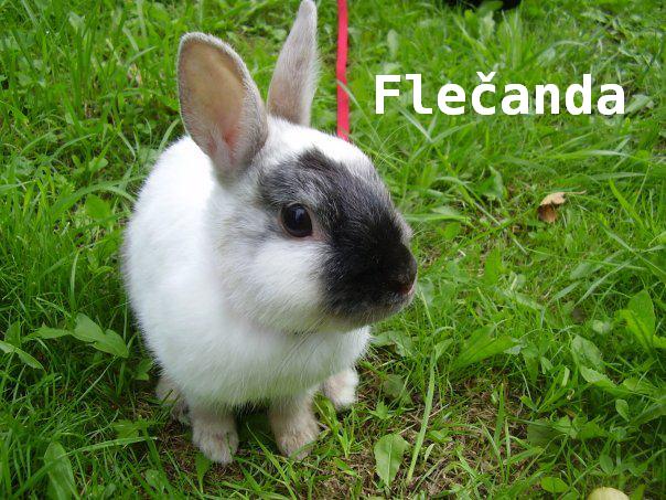 Naše samice :: Chovná stanice zakrslých králíků Dandelion